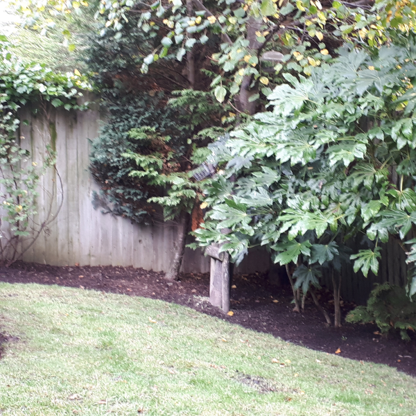 Nigel Saunders Garden Maintenance: Professional Garden Maintenance in ...