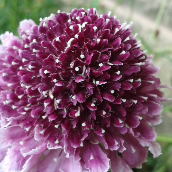 Nigel Saunders Garden Maintenance: Professional Garden Maintenance in ...